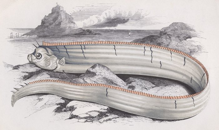 Is The Ancient Oarfish Legend Warning Of Coming Earthquakes True ... Is The Ancient Oarfish Legend Warning Of Coming Earthquakes True ...