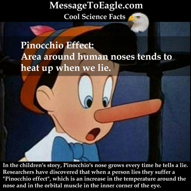 "Pinocchio Effect" - Look What Really Happens With Your Nose When You ...