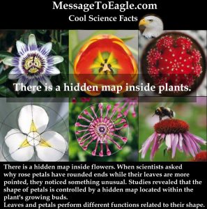 Amazing Nature - Hidden Map Inside Plants Discovered - MessageToEagle.com