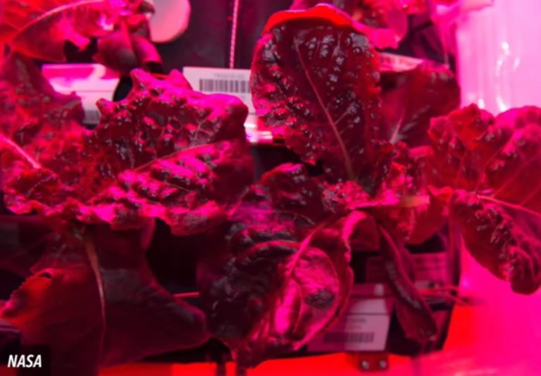 ISS' Astonishing 'Space Garden' With Fresh Fruits And Vegetables ...