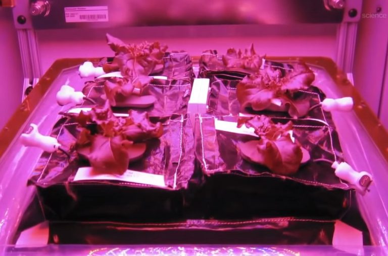 ISS' Astonishing 'Space Garden' With Fresh Fruits And Vegetables ...