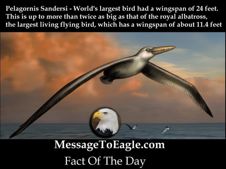 Pelagornis Sandersi: World’s Largest Bird Had A Wingspan Of 24 Feet ...