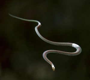 Fascinating Study: Deep Secrets Of Flying Snakes Revealed ...