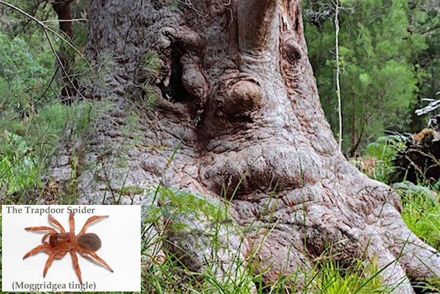 Ancient Tough Spider That Survived Earth Largest Cataclysms ...