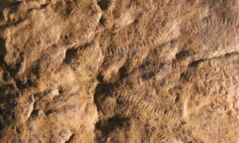 World's First Mass Extinction Was Caused By 'Ecosystem Engineers ...