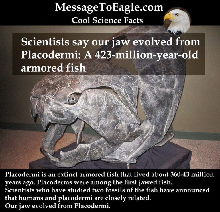 Our Jaw Evolved From Placodermi: A 423-Million-Year-Old Armored Fish ...