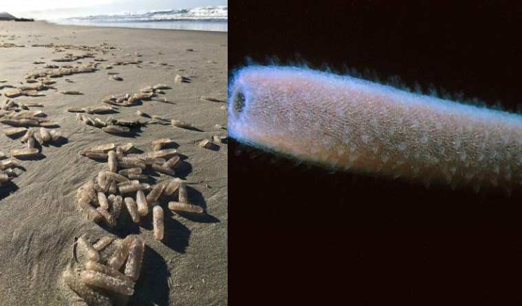Millions Of Bizarre Luminous Creatures Invade The West Coast In U.S And ...