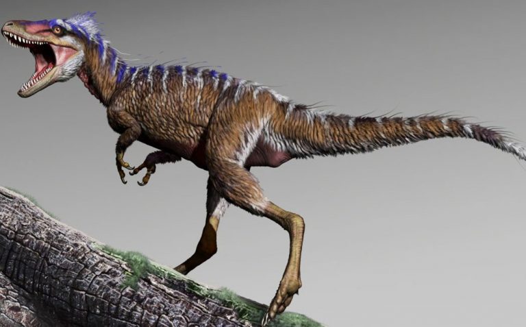 Small Tyrannosaur 'Moros intrepidus' Lived About 96 Million Years Ago ...