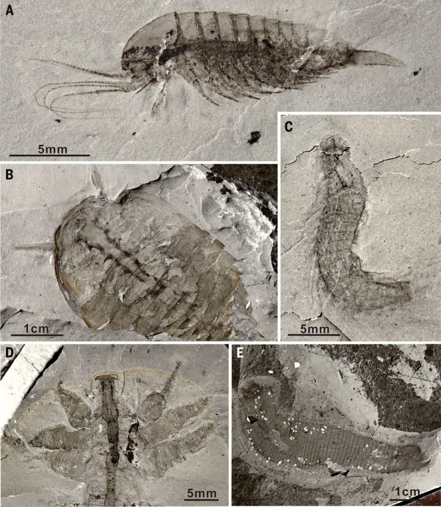 30,000 Soft-Bodied Fossils Found In China Shed Light On Life Evolution ...