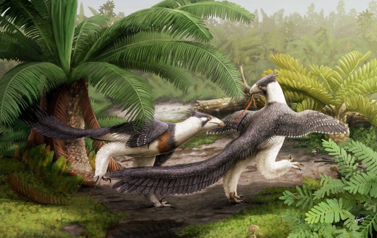 Discovery In Wyoming, North America: New Chicken-Sized, Carnivorous ...