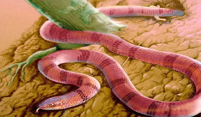 Najash Snake: 100 Million-Year-Old Snake With Well-Developed Legs - New ...