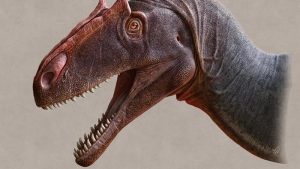 Allosaurus: New Species Of Meat-Eating Dinosaur Discovered In Utah ...