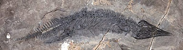 Thalattosaur: New Species Of A Marine Reptile - Identified ...