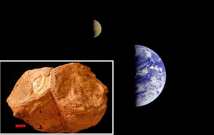 Ancient Shells Reveal Our Days Were Half-Hour Shorter 70 Million Years ...