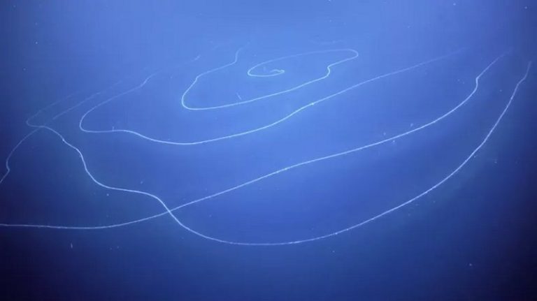 Incredible Giant String-Like Sea Creature Spotted In Australia Stuns ...