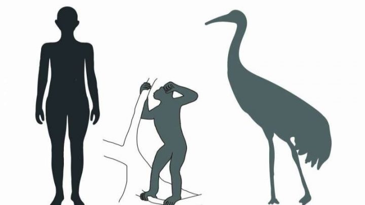 Fossil Of A Giant Crane As Tall As An Adult Human Is More Than 11 ...