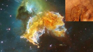 Are Tree Ring Records Holding Clues To Dangerous Effects Of Distant ...