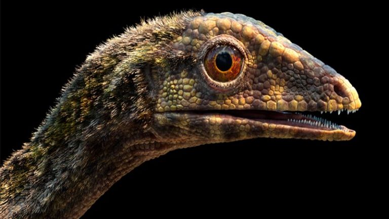 Great Mystery Of Flying Reptiles (Pterosaurs) - Finally Solved ...
