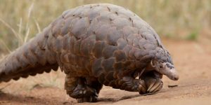 Surprising Fossil Points To New Species Of Pangolin In Europe ...