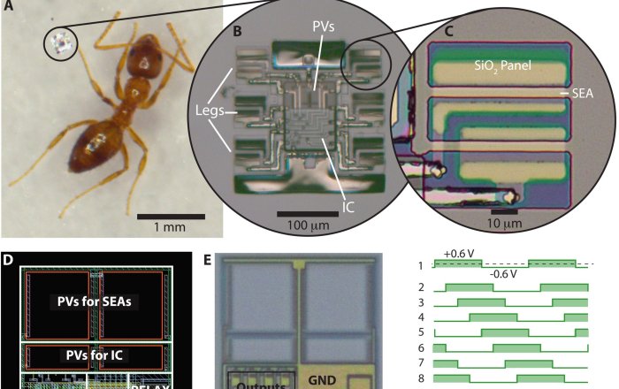 Smart Microrobots Walk Autonomously With Electronic 'Brains ...