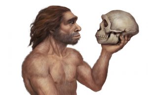 Brain Development Differs Between Neanderthals And Modern Humans - New ...