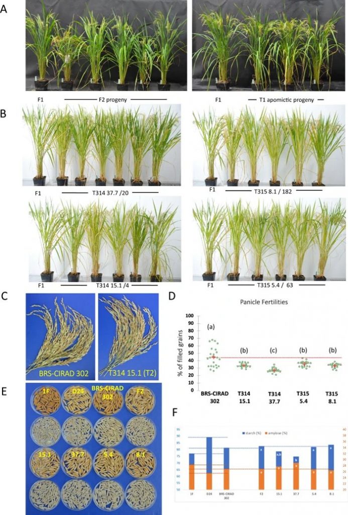Scientific Success: Rice Breeding Breakthrough To Feed Billions ...