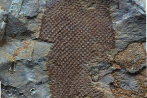 Study Finds Oldest Fossils Of Mysterious Prehistoric Animal Group Are ...