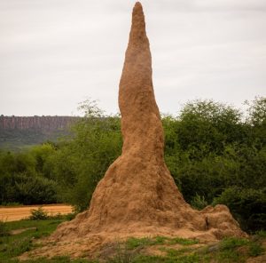 Termite Mounds Reveal Secret To Creating 'Living And Breathing ...
