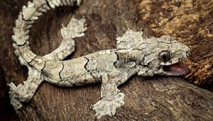 New Flying Gecko Species Reveals Hidden Biodiversity Of Northern India ...