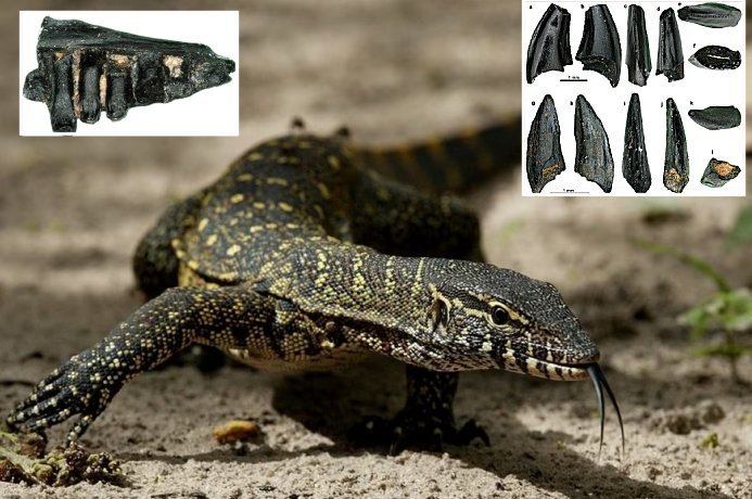 Giant Monitor Lizards That Lived In Switzerland 17 Million Years Ago ...