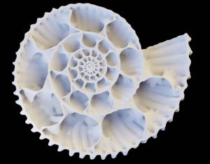 Secret Behind Ancient Ammonoids' Elaborate Shells With Fractal-Like ...