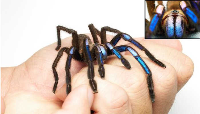 Jewel Of The Forest: New Electric Blue Tarantula Species Found In ...