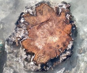Largest Ever Solar Storm Identified In Ancient 14,300-Year-Old Tree ...