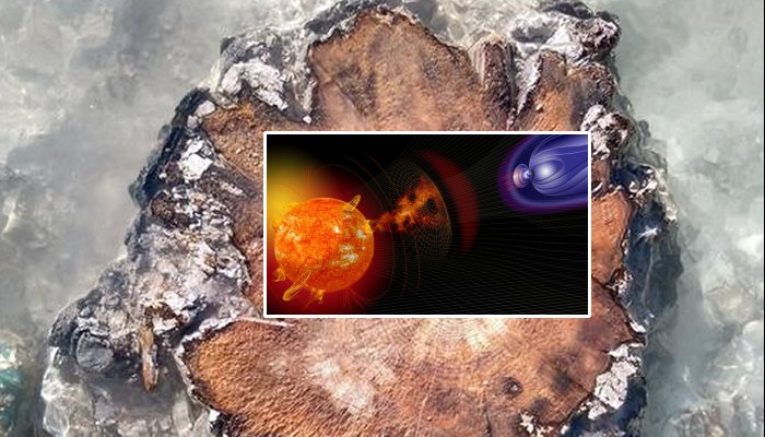 Largest Ever Solar Storm Identified In Ancient 14,300-Year-Old Tree ...