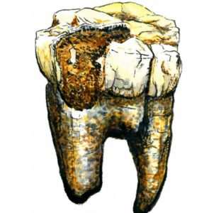 Our Ancestors Primarily Followed A Vegetarian Diet Three Million Years ...