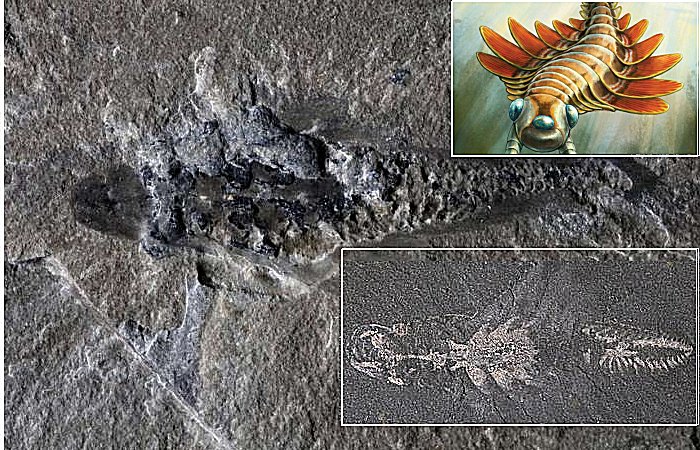 Palaeontologists Discover Remarkable 506-Million-Year-Old Predator ...