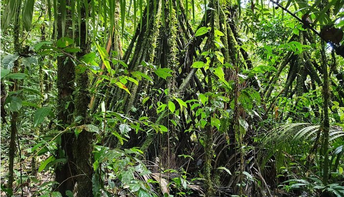 Does Planting Trees Help Cool The Planet? - MessageToEagle.com