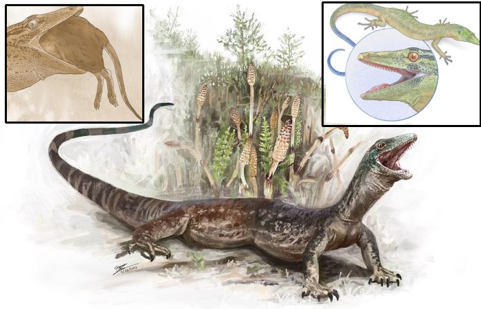 Hook-Toothed Specimen: One Of The Oldest Fossil Lizards Ever Found ...
