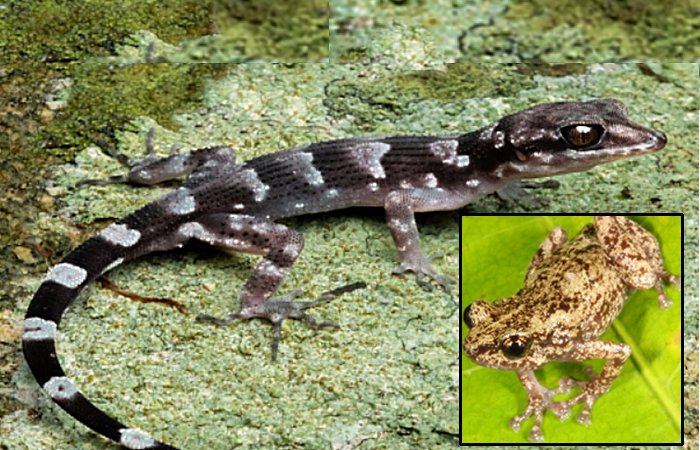 Three New Species Discovered On Australia's Northernmost Island ...