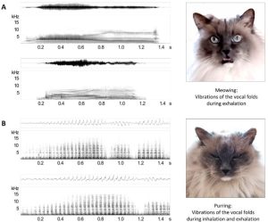 Cats’ Purrs Reveal Who’s Who Better Than Their Meows - MessageToEagle.com